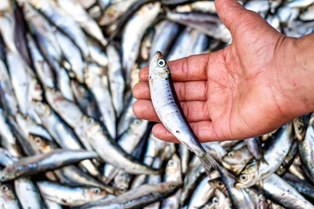 Australia’s leading Sustainable Seafood Guide now includes restaurants ...