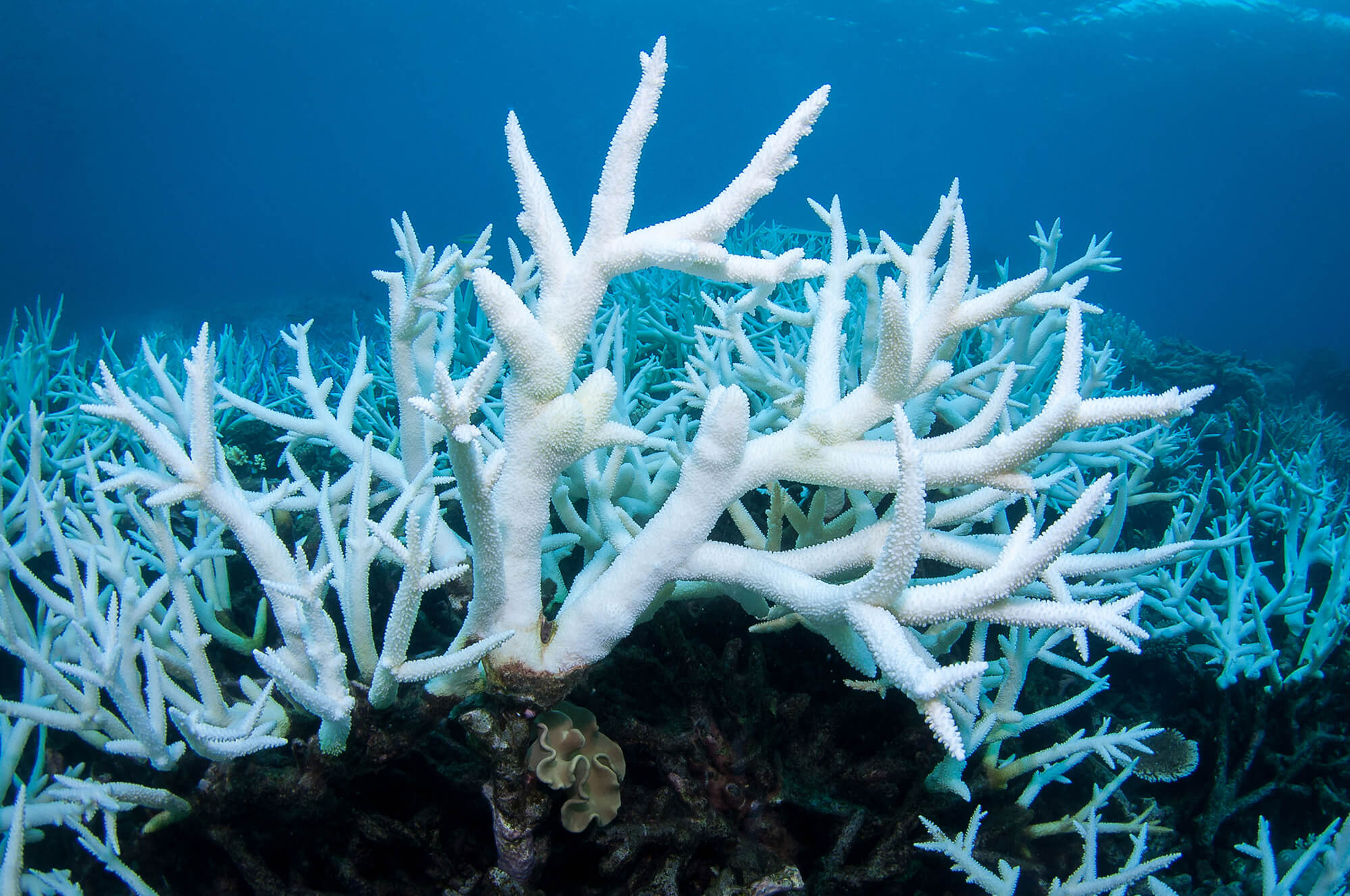 Reef at risk this summer - Australian Marine Conservation Society
