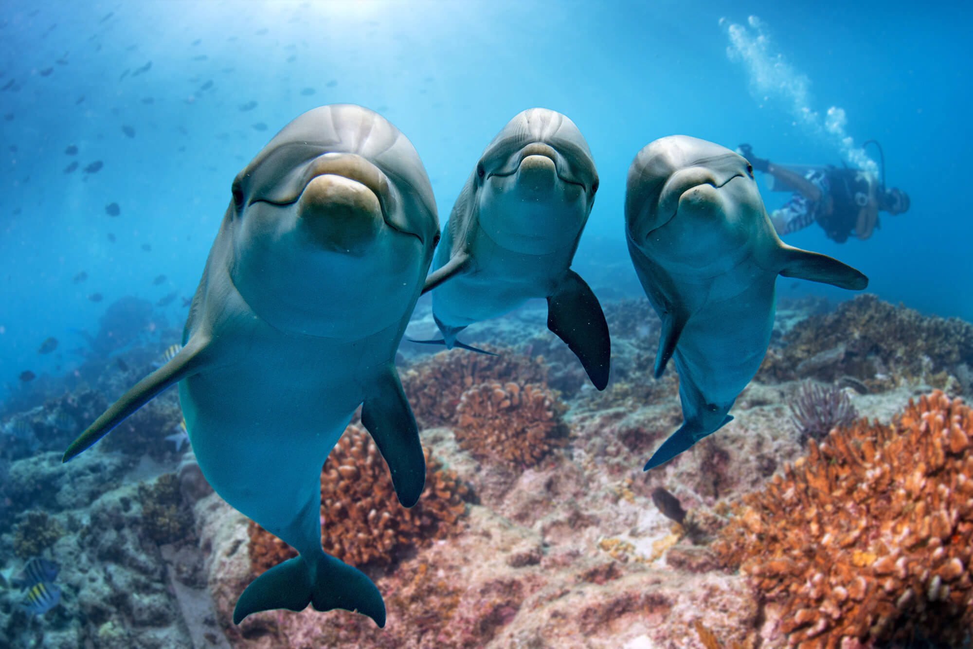 Contact Us - Australian Marine Conservation Society
