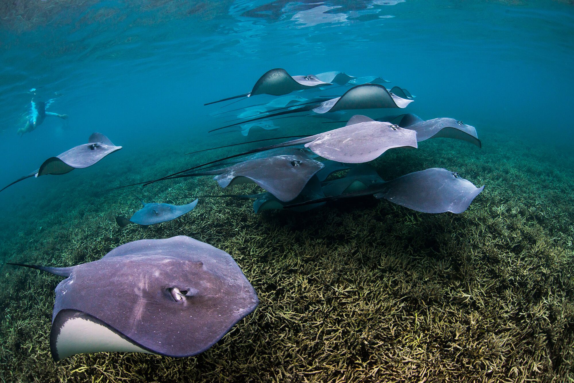 South-East Marine Parks - Australian Marine Conservation Society