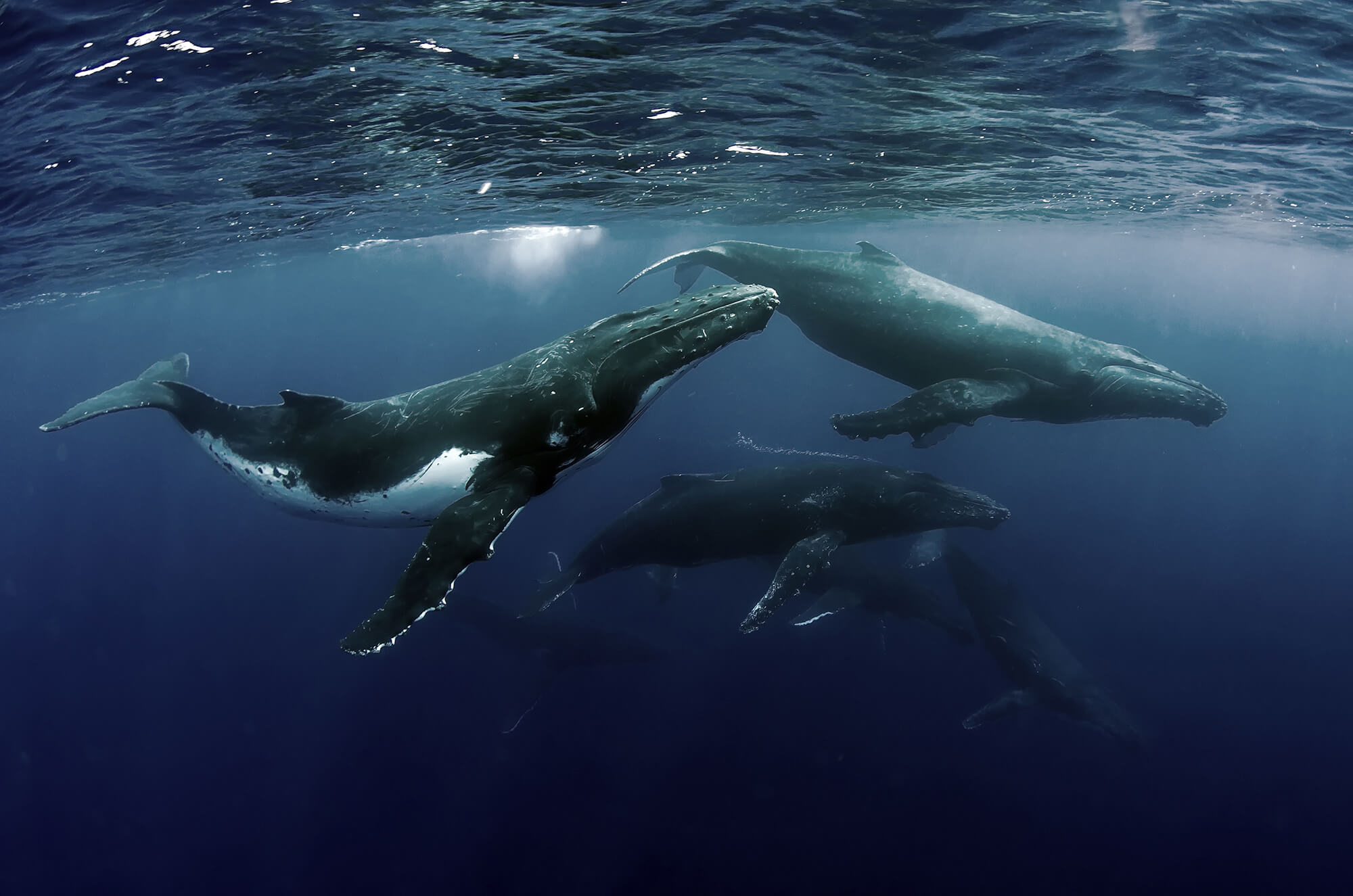 Whaling History and Facts - Australian Marine Conservation Society