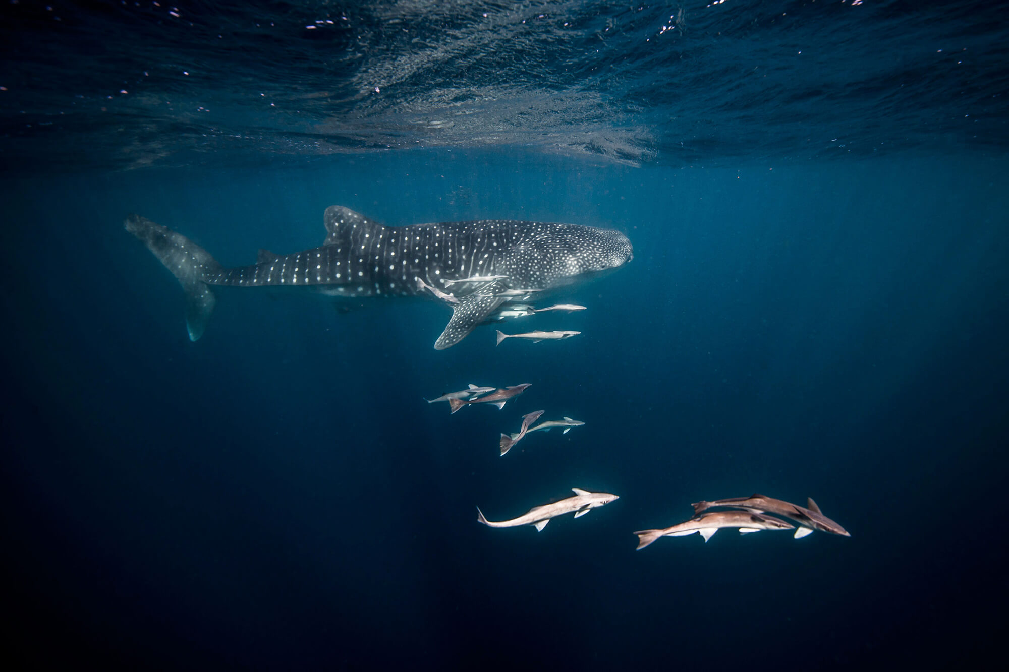 Turning the Tide Magazine - Australian Marine Conservation Society