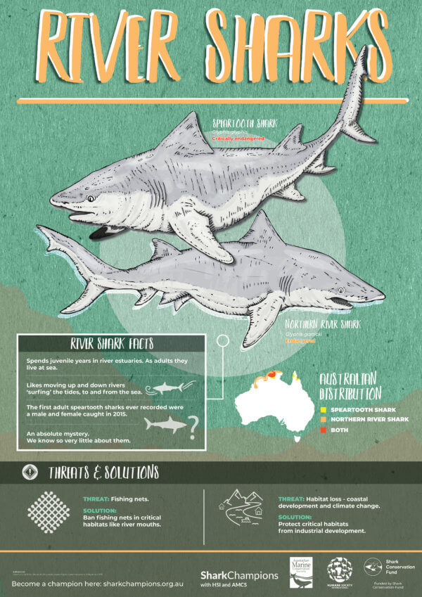 Shark Posters - Australian Marine Conservation Society