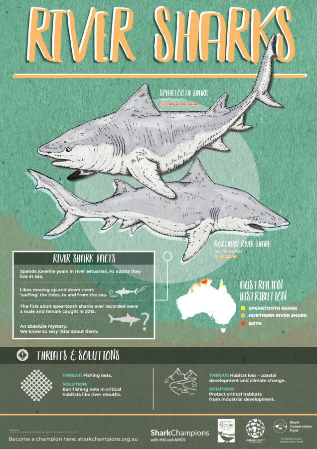 Shark Posters - Australian Marine Conservation Society