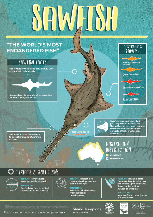 Sawfish - Australian Marine Conservation Society