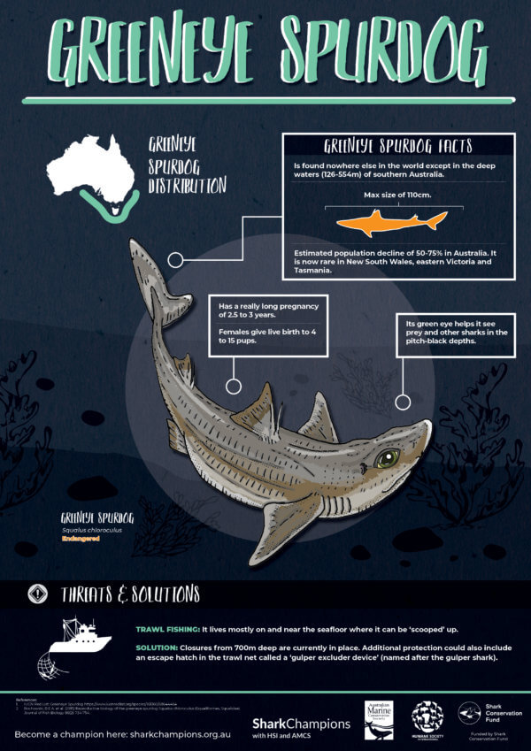 Shark Posters - Australian Marine Conservation Society