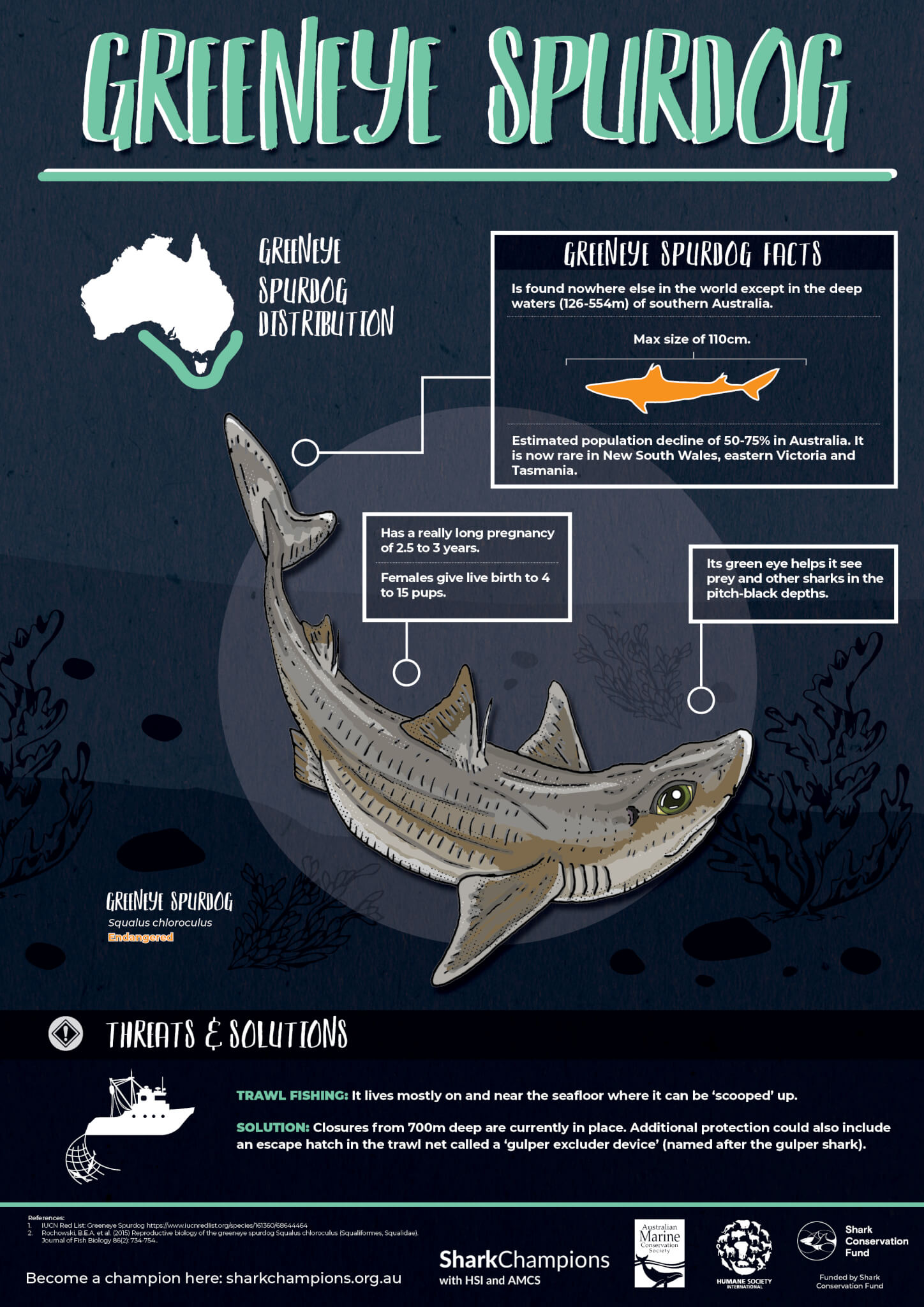 Shark Posters - Australian Marine Conservation Society