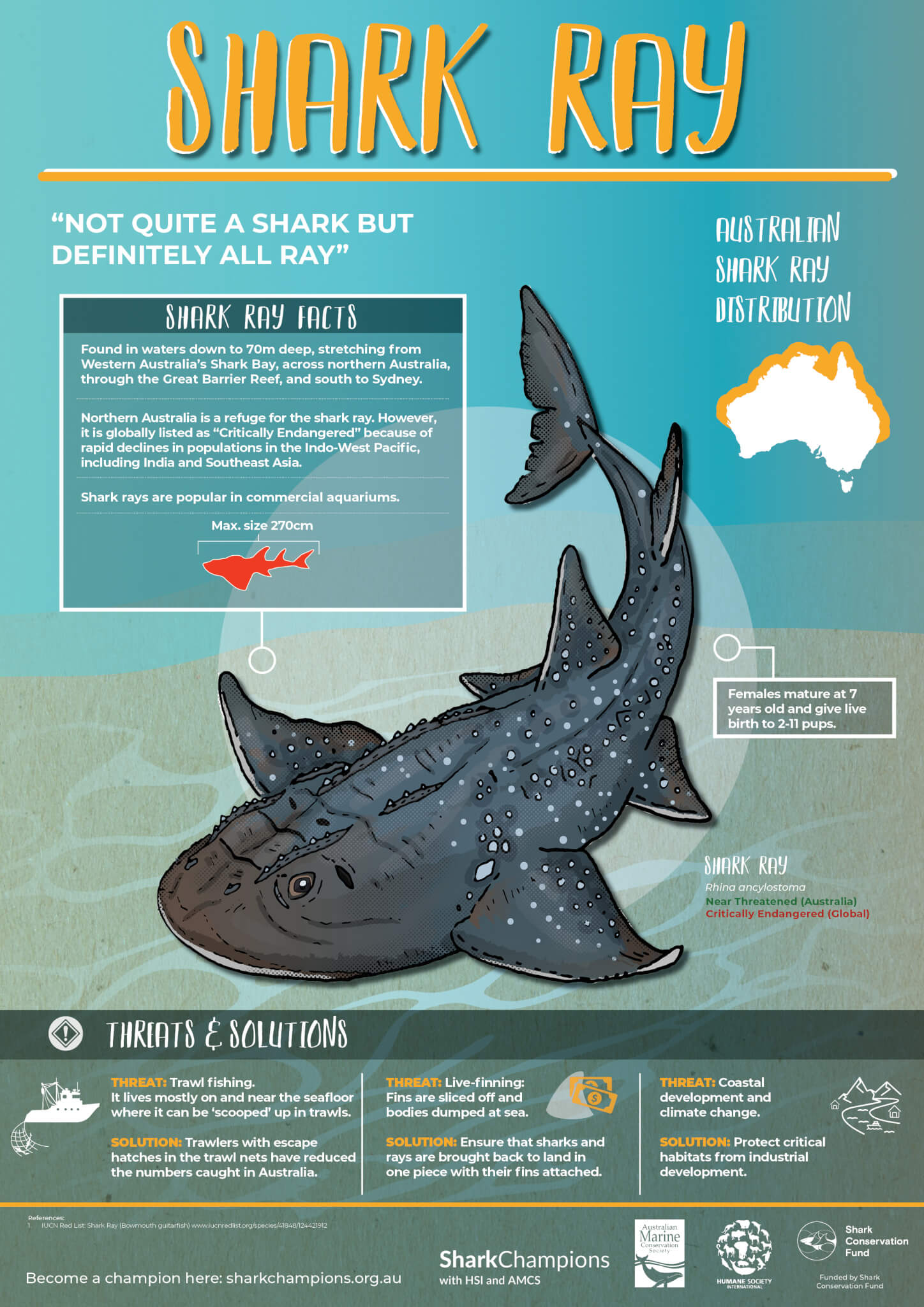 Shark Posters - Australian Marine Conservation Society