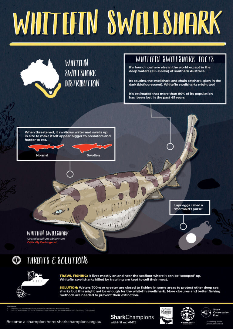 Shark Posters - Australian Marine Conservation Society