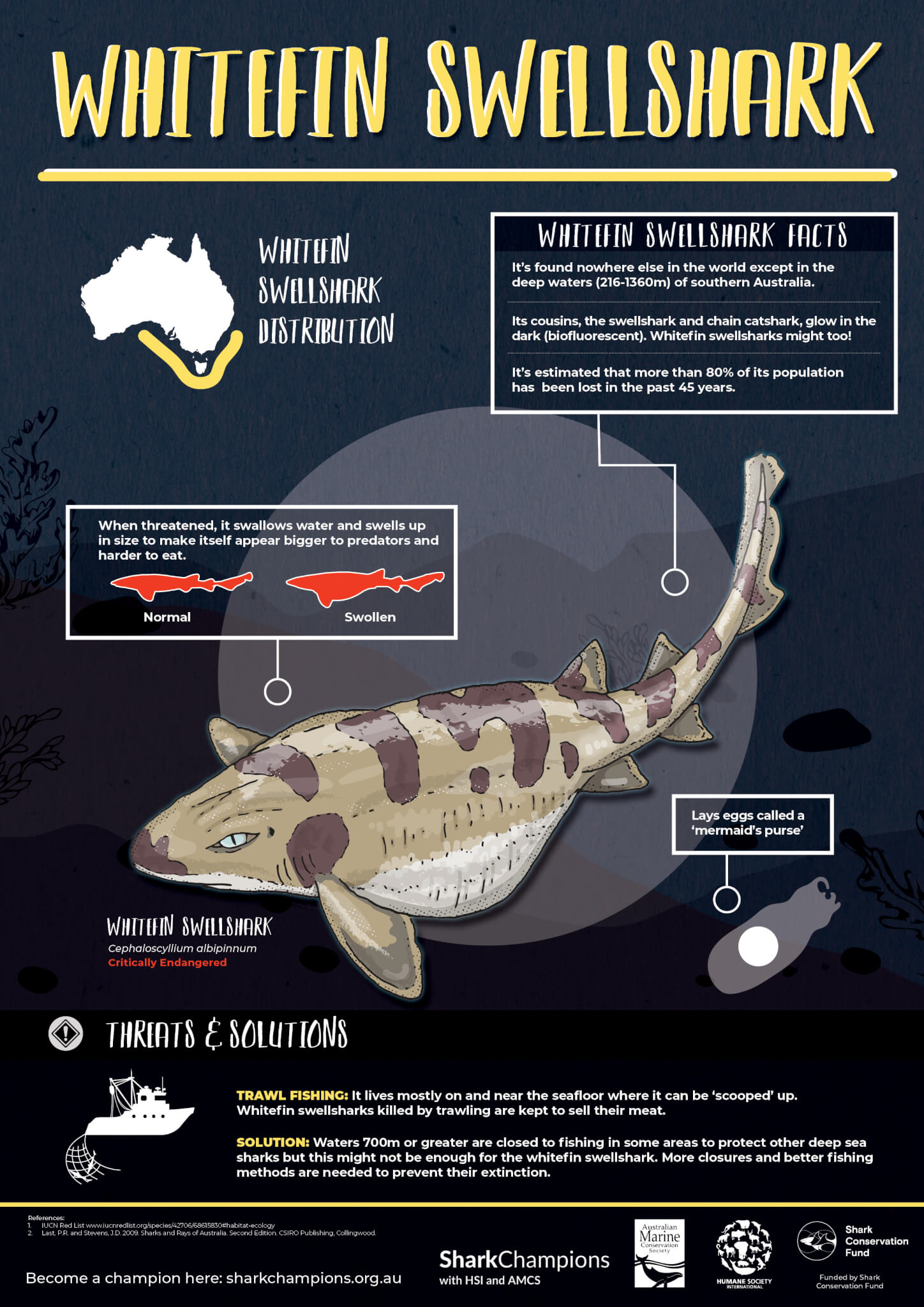 Shark Posters - Australian Marine Conservation Society