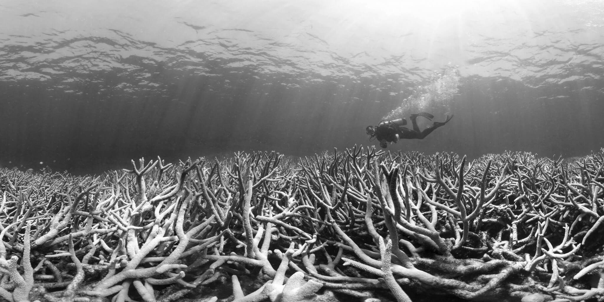 Great Barrier Reef can’t wait for Dutton’s nuclear fantasy - Australian ...