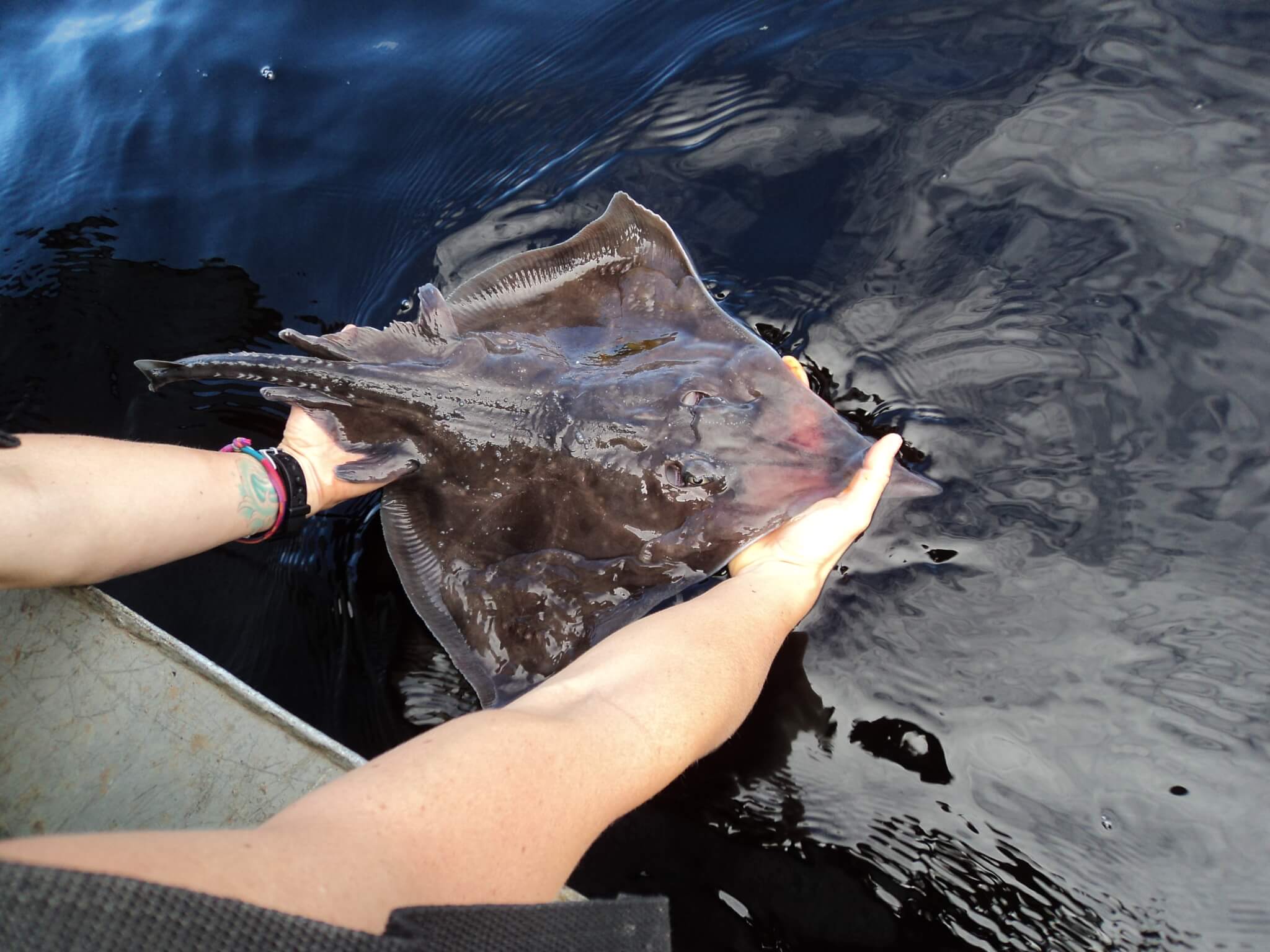 Maugean skate (Zearaja maugeana) - Australian Marine Conservation Society