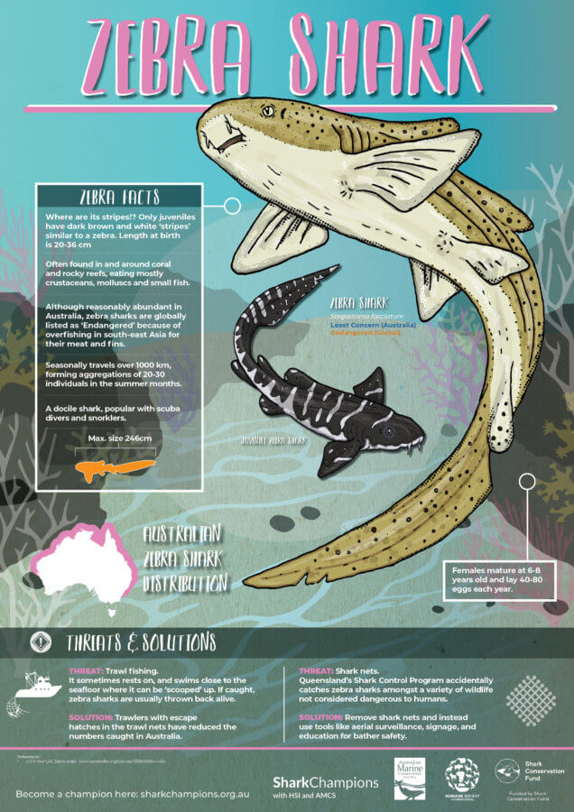 Shark Posters - Australian Marine Conservation Society