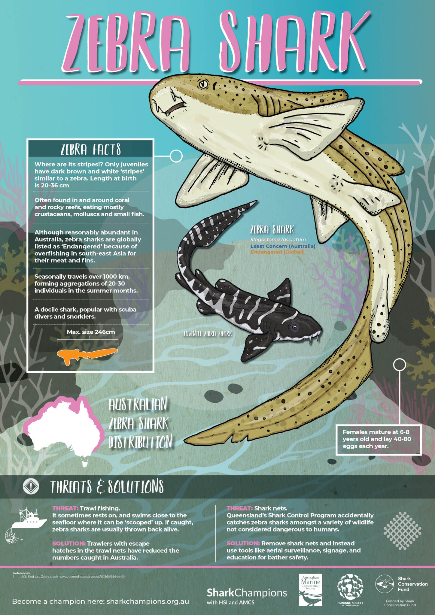 Shark Posters - Australian Marine Conservation Society