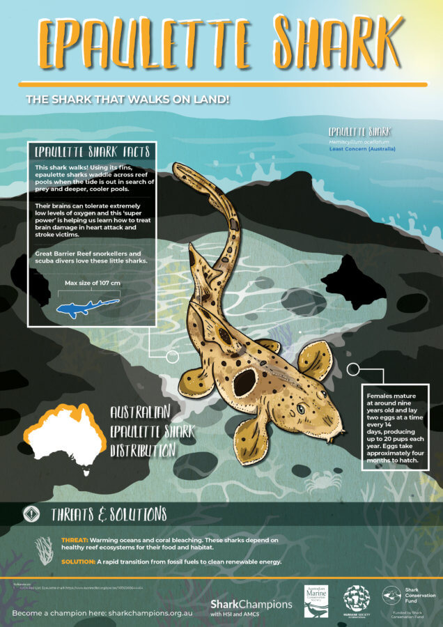 Shark Posters - Australian Marine Conservation Society