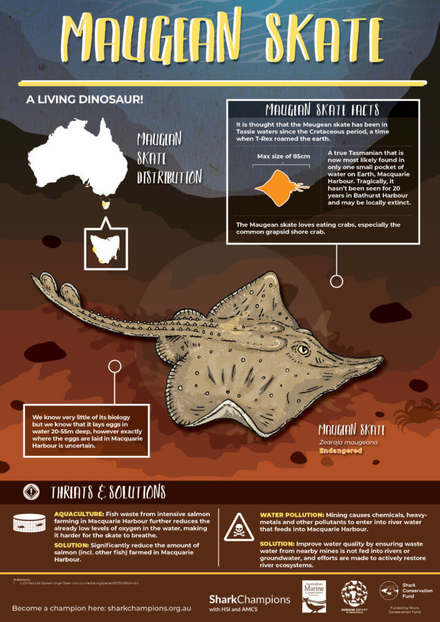 Shark Posters - Australian Marine Conservation Society
