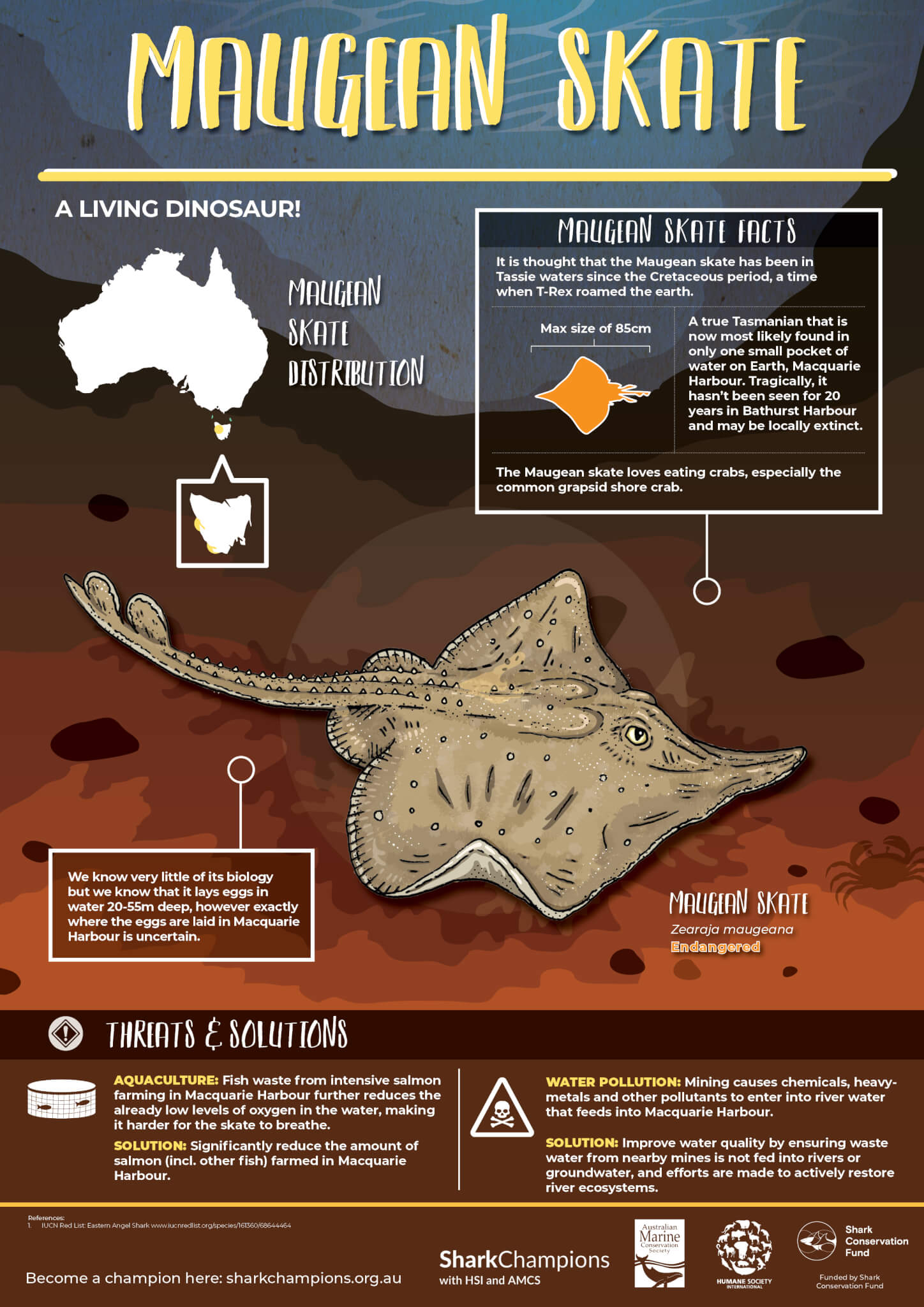 Shark Posters - Australian Marine Conservation Society