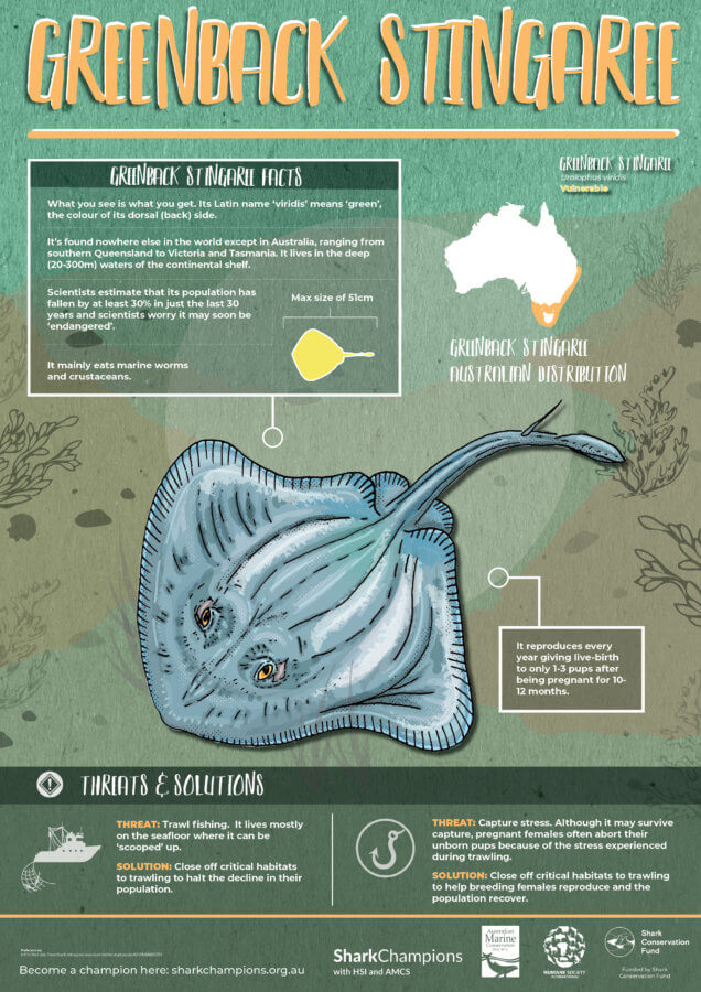 Shark Posters - Australian Marine Conservation Society