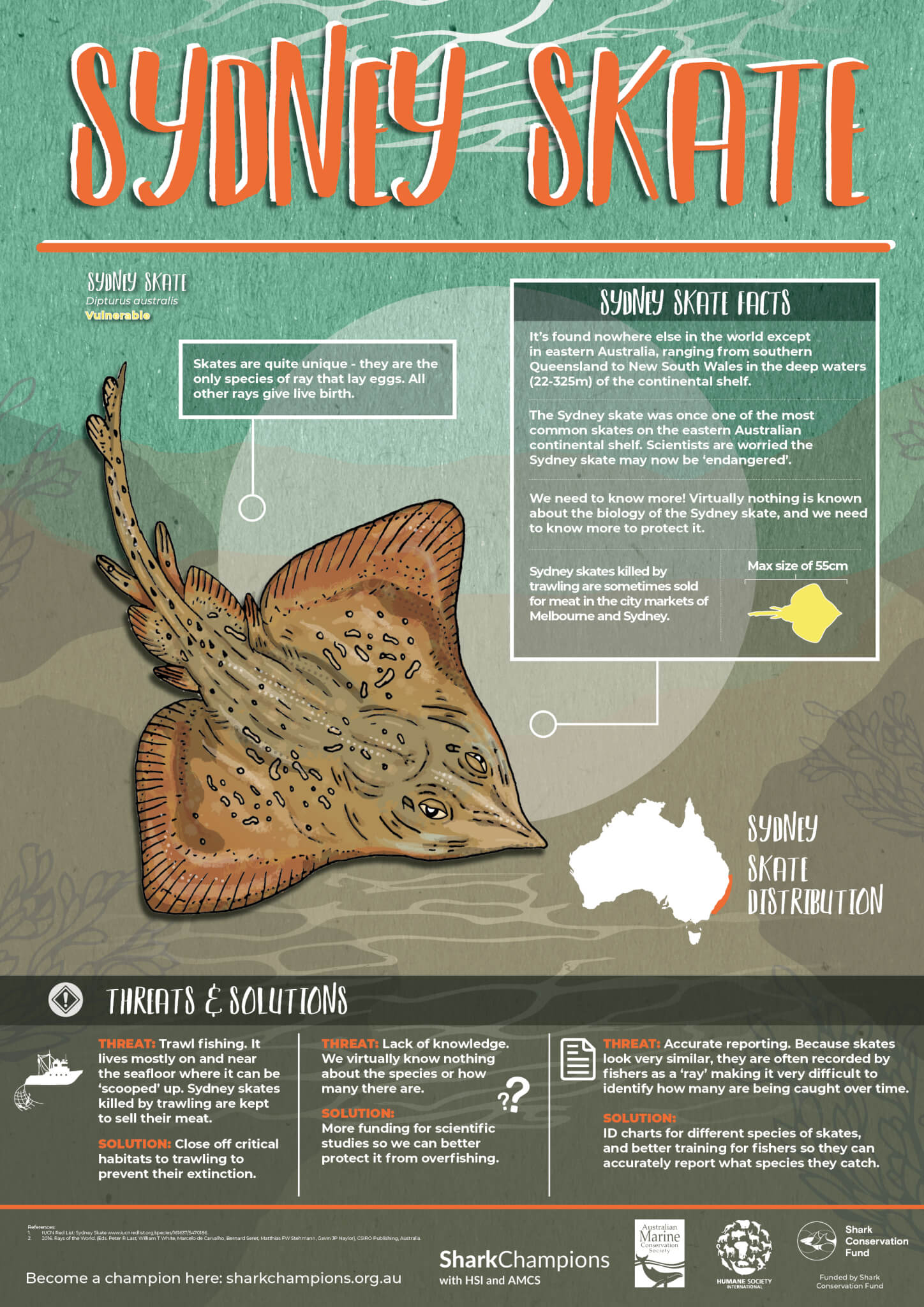 Shark Posters - Australian Marine Conservation Society