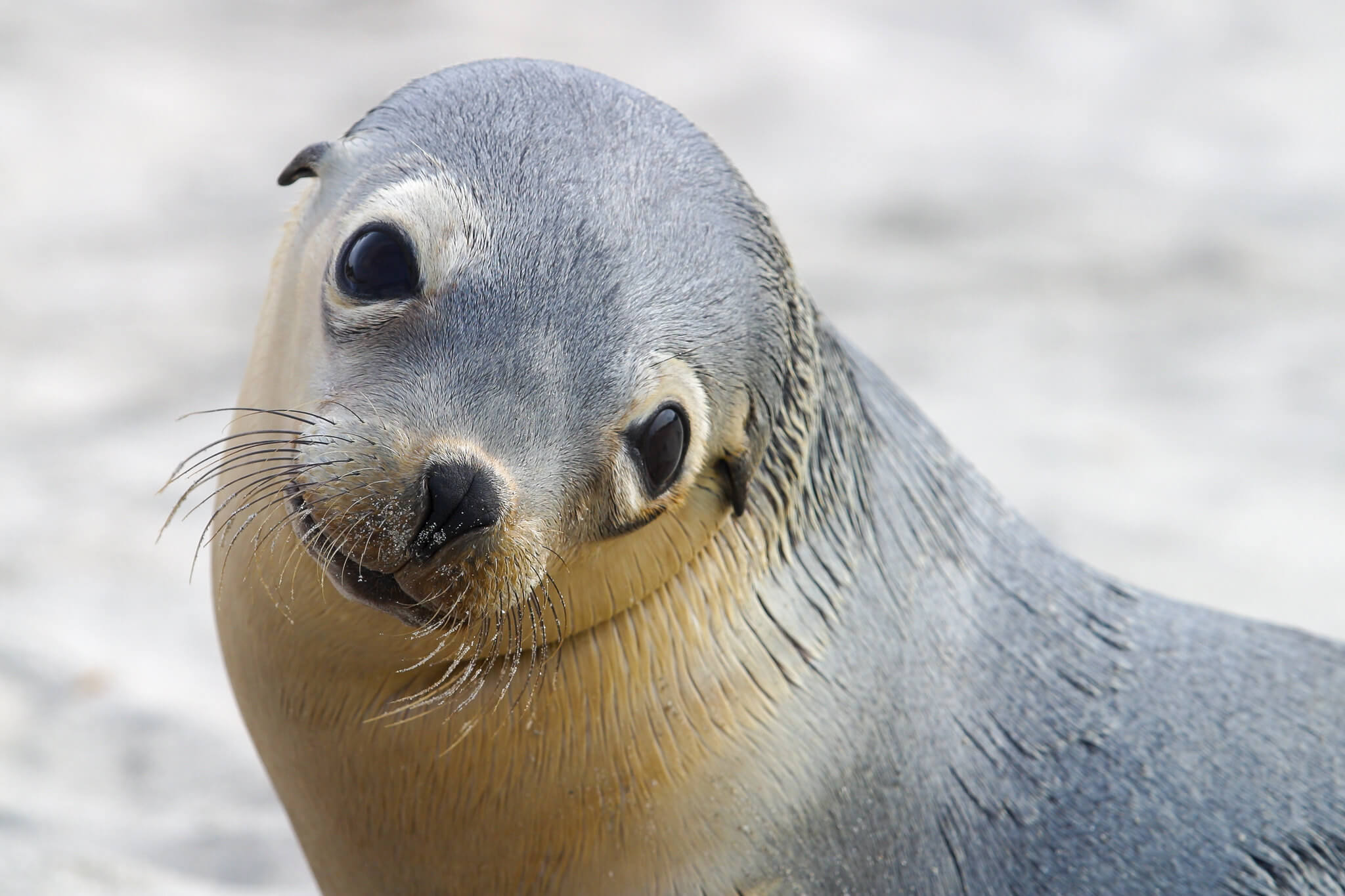 Donate to protect Threatened Species - Australian Marine Conservation ...