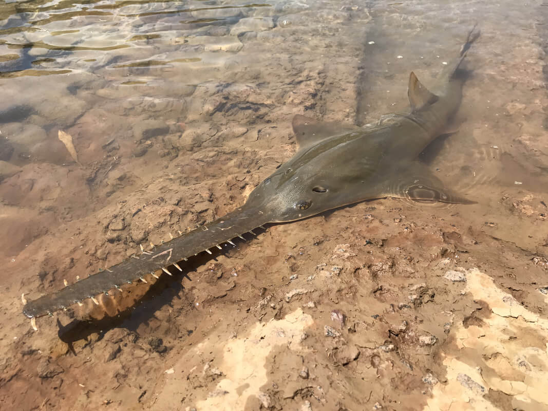 Declining sawfish species prioritised for conservation status ...