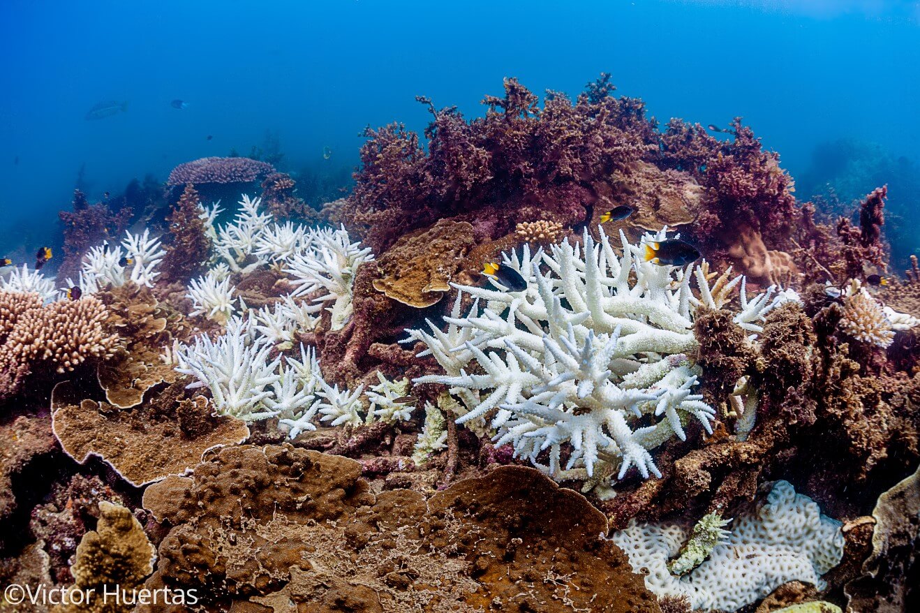 Australia must slash greenhouse gas emissions to protect Reef after ...