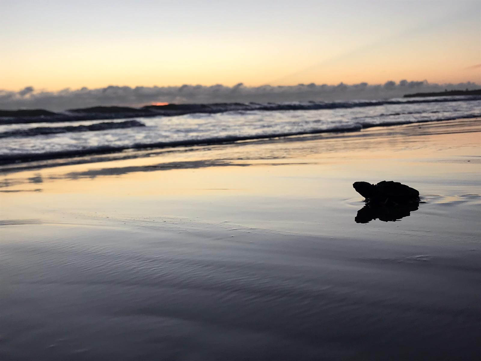 On World Turtle Day, meet the dedicated volunteer helping baby turtles ...