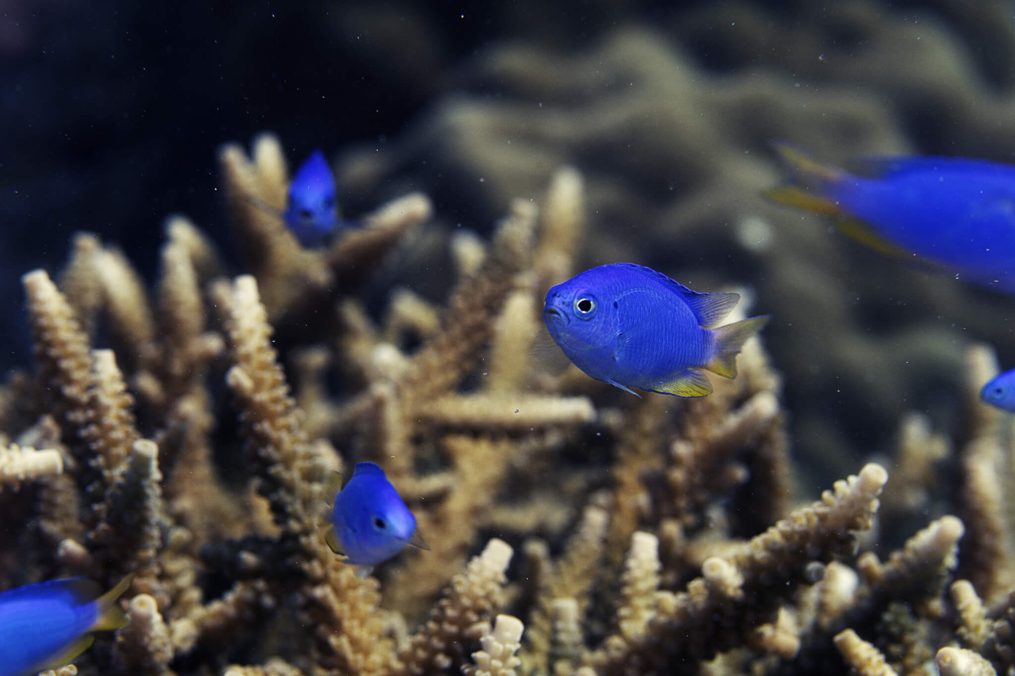 New ABC series shows how our Reef connects to rainforest - Australian ...