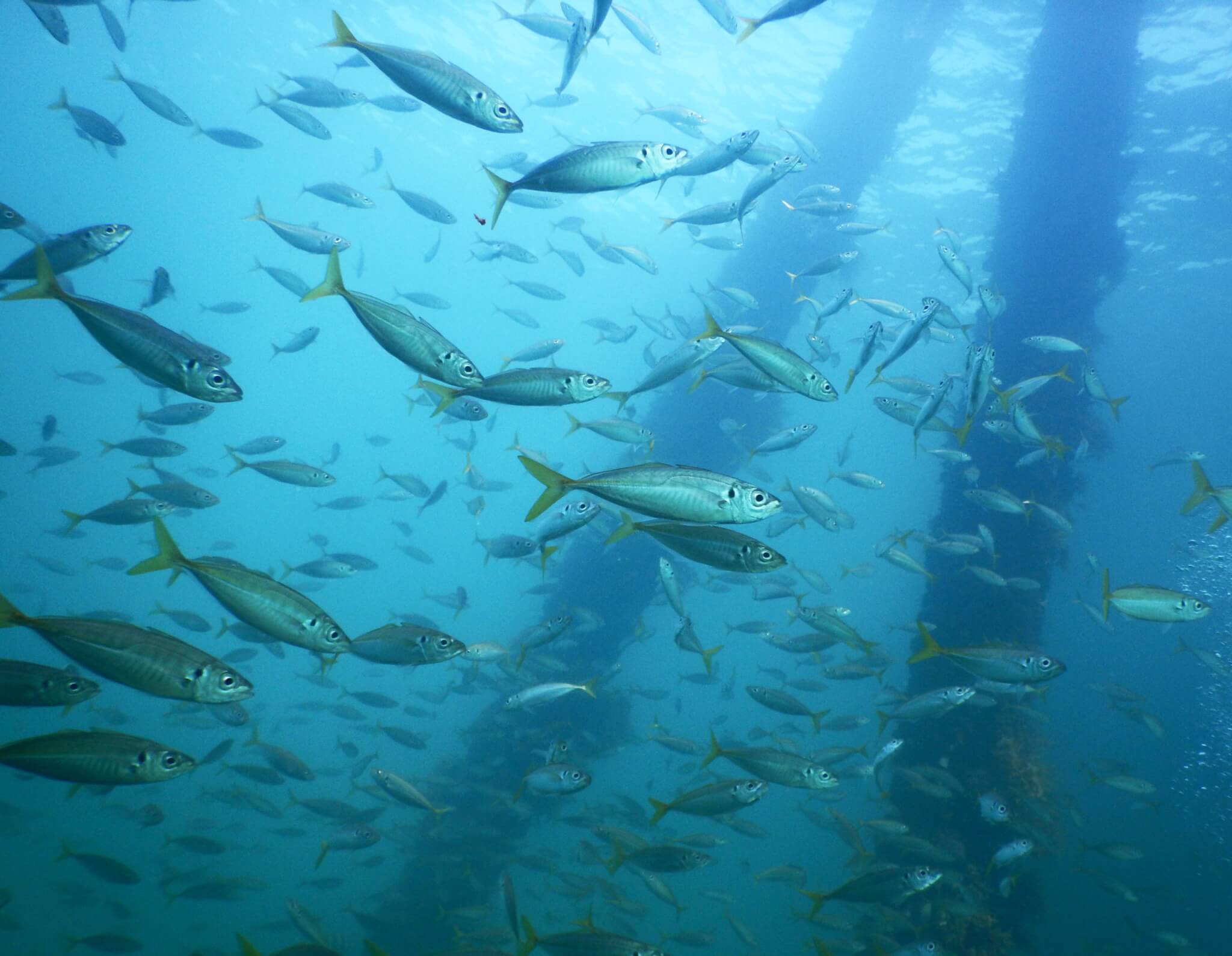 Fish size study shows benefits of marine sanctuaries - Australian ... Fish size study shows benefits of marine sanctuaries - Australian ...