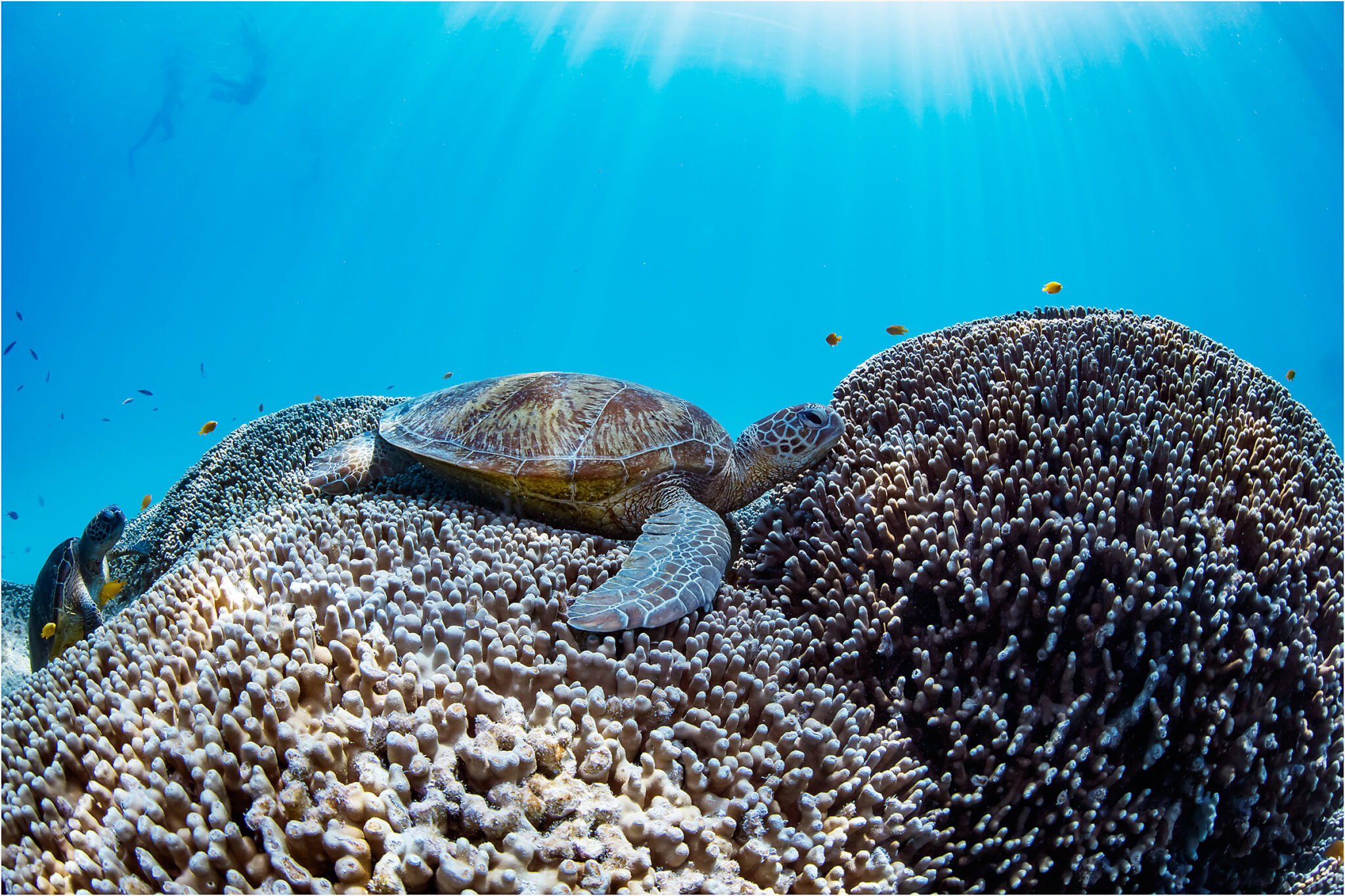 Water Pollution and the Reef Protection Regulations - Q&A - Australian ...