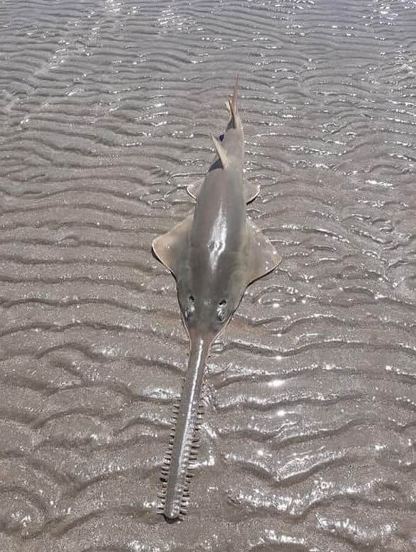 Sawfish death after gillnets set off a Cape York beach illustrates ...