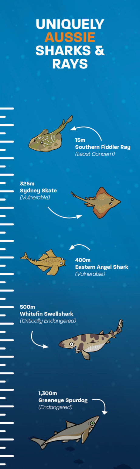 Aussie Shark & Ray Action Pack - Australian Marine Conservation Society