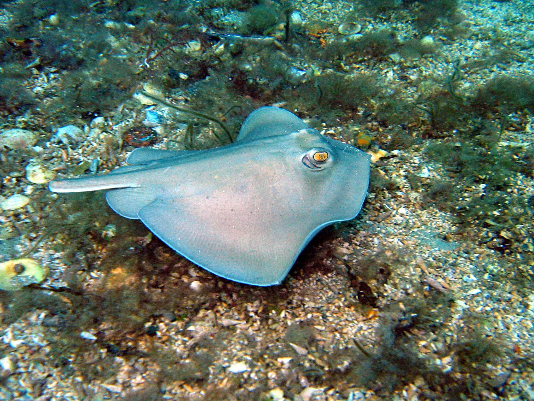 Aussie Shark & Ray Action Pack - Australian Marine Conservation Society