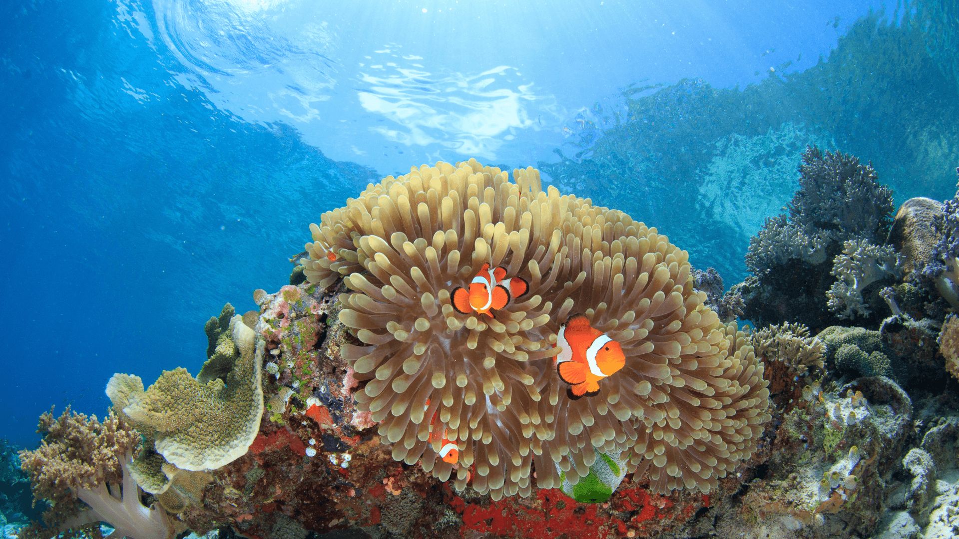 Reef 2050 plan must be strengthened before it is released - Australian ...