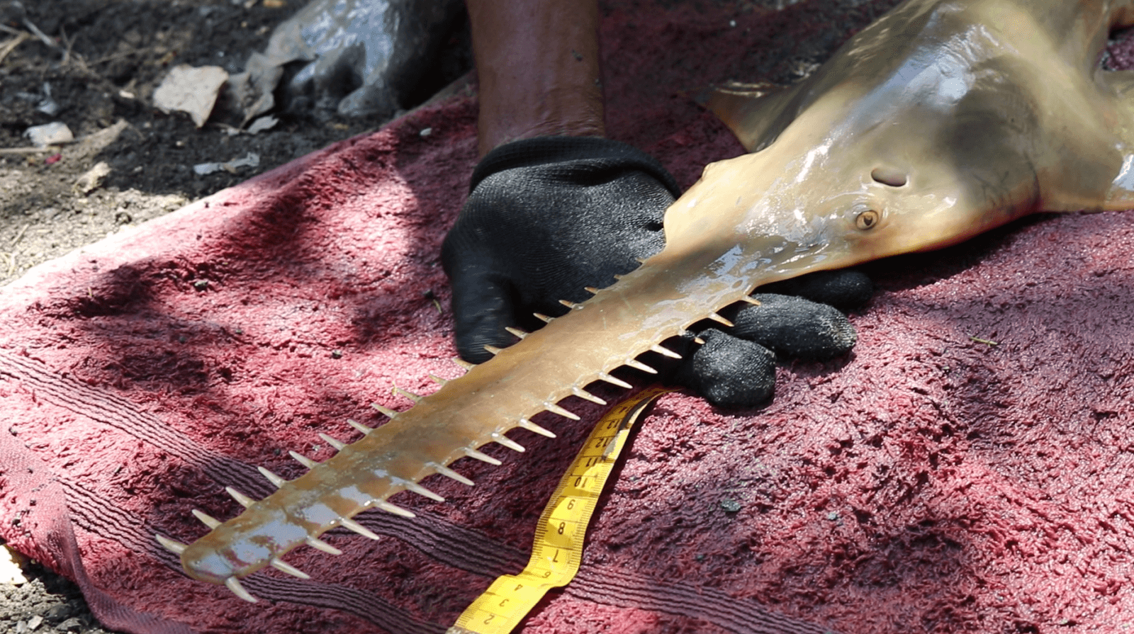 Marine conservationists support Indigenous Rangers on unique sawfish ...