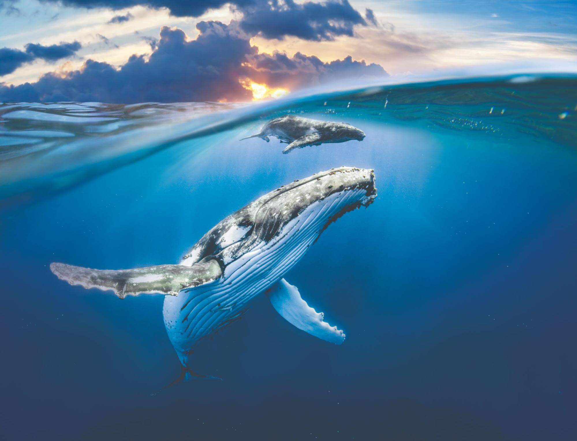 What is seismic blasting? - Australian Marine Conservation Society