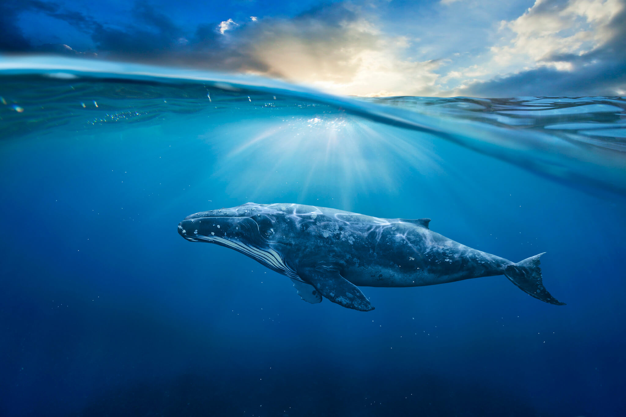 Conservation groups welcome completion of High Seas Treaty - Australian ...