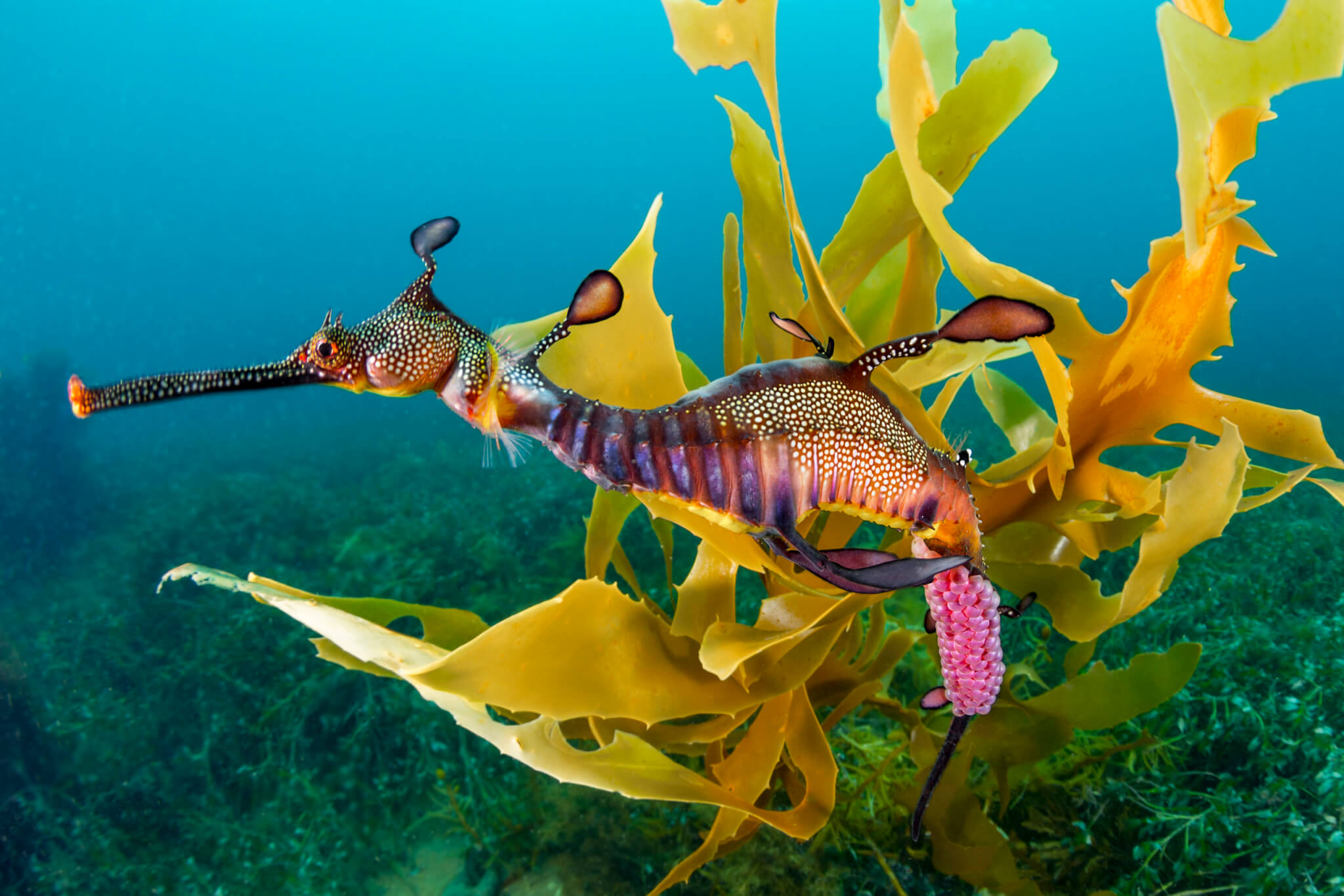 New research shows Australia’s southern reef marine life collapsing ...