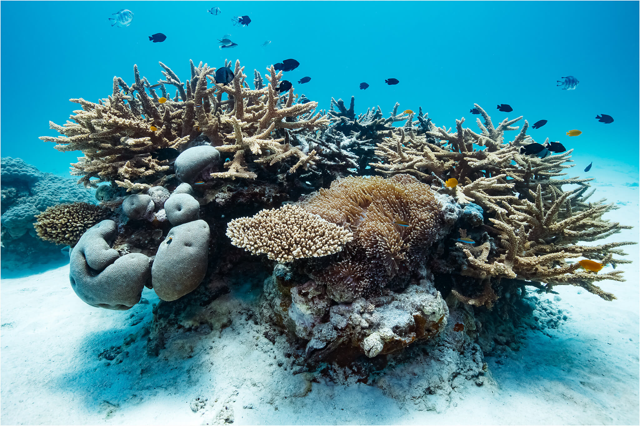 Great Barrier Reef still facing ‘In Danger’ threat next year - Australian Marine Conservation ...