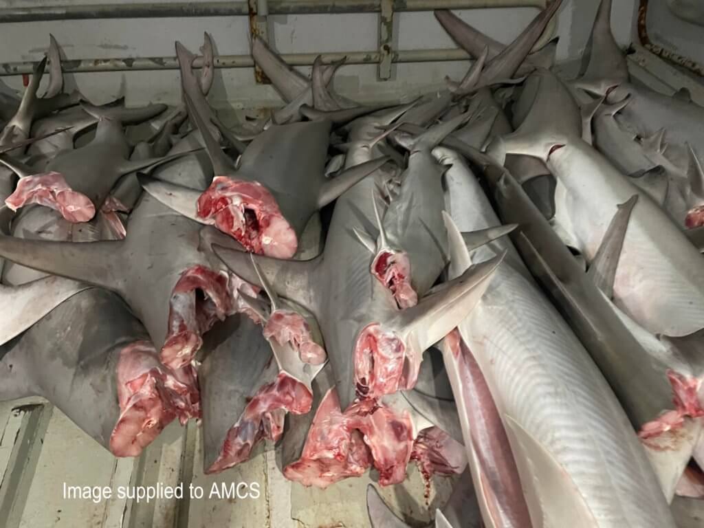 This is what fishing for an endangered shark looks like - Australian ...