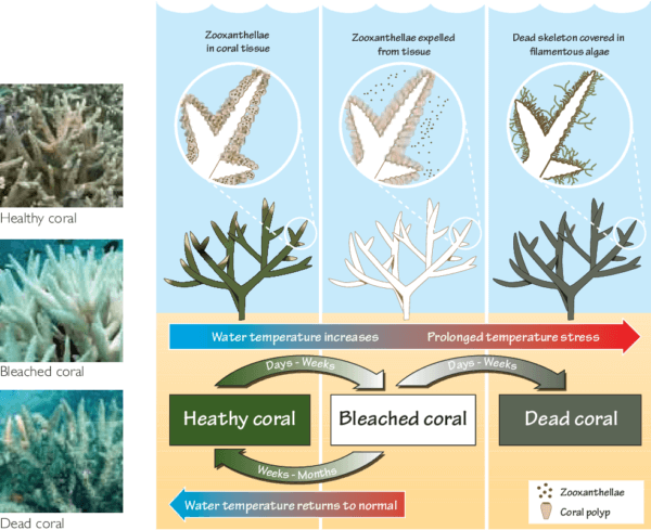 What is Coral Bleaching and What Causes It - Fight For Our Reef
