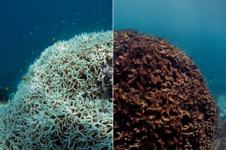 What is Coral Bleaching and What Causes It - Fight For Our Reef