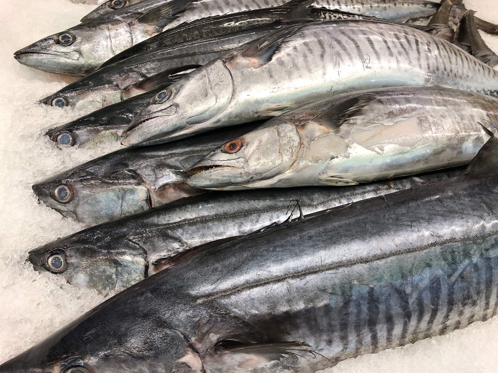What do I need to know about Spanish mackerel? - Australian Marine ...