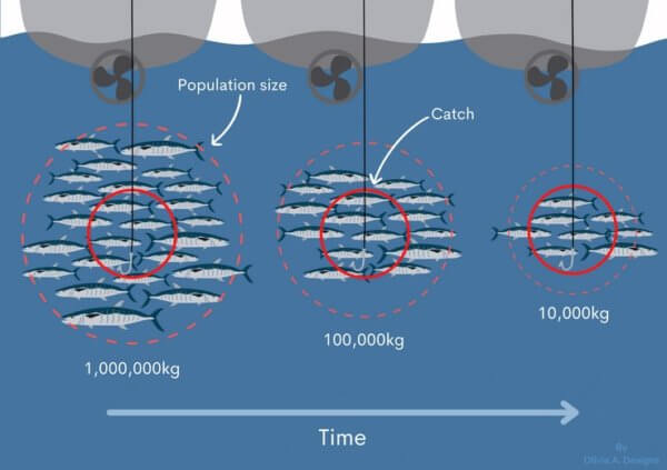 What do I need to know about Spanish mackerel? - Australian Marine ...