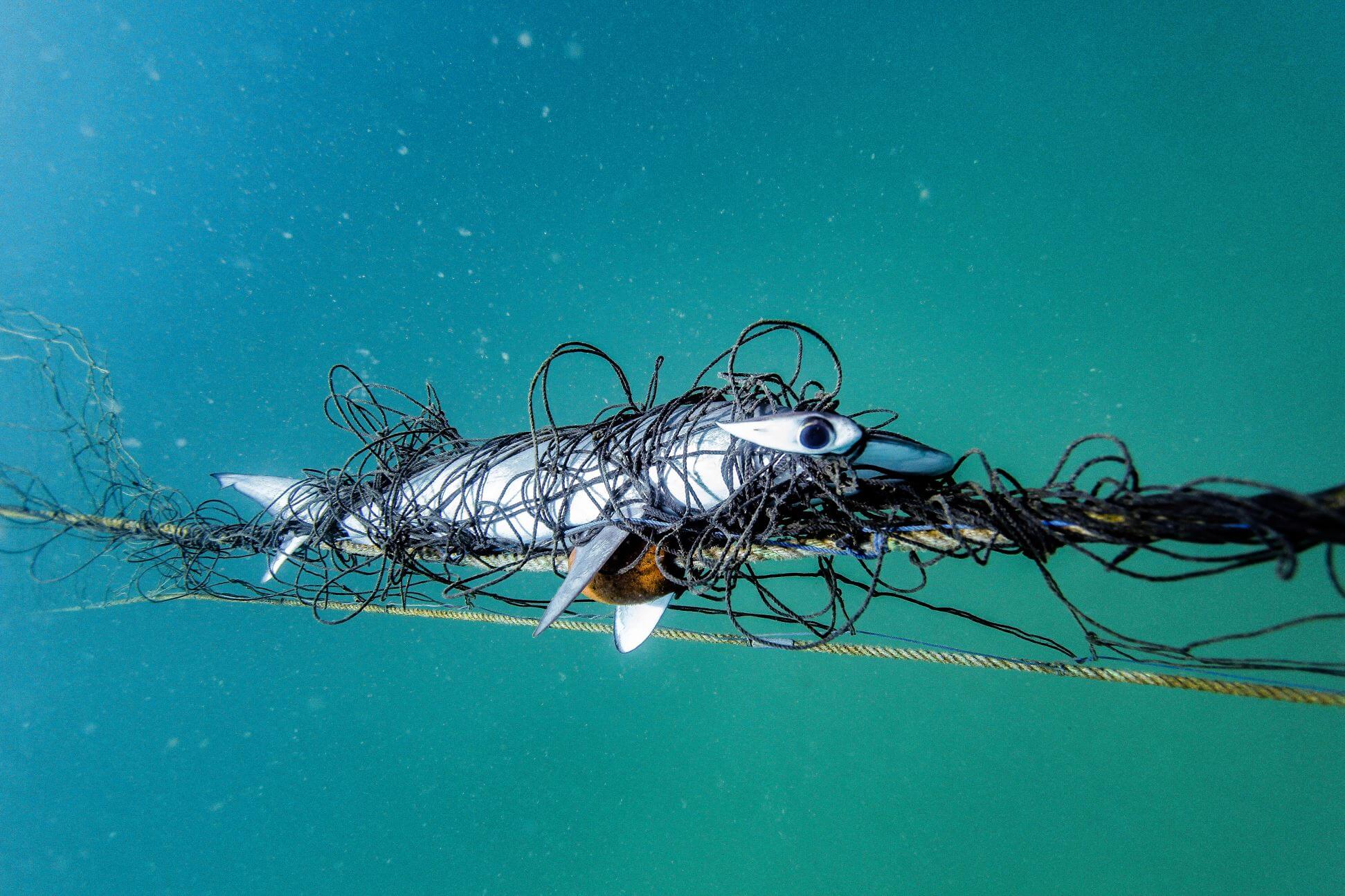 One turtle killed every twelve days on NSW coast by shark nets in the ...