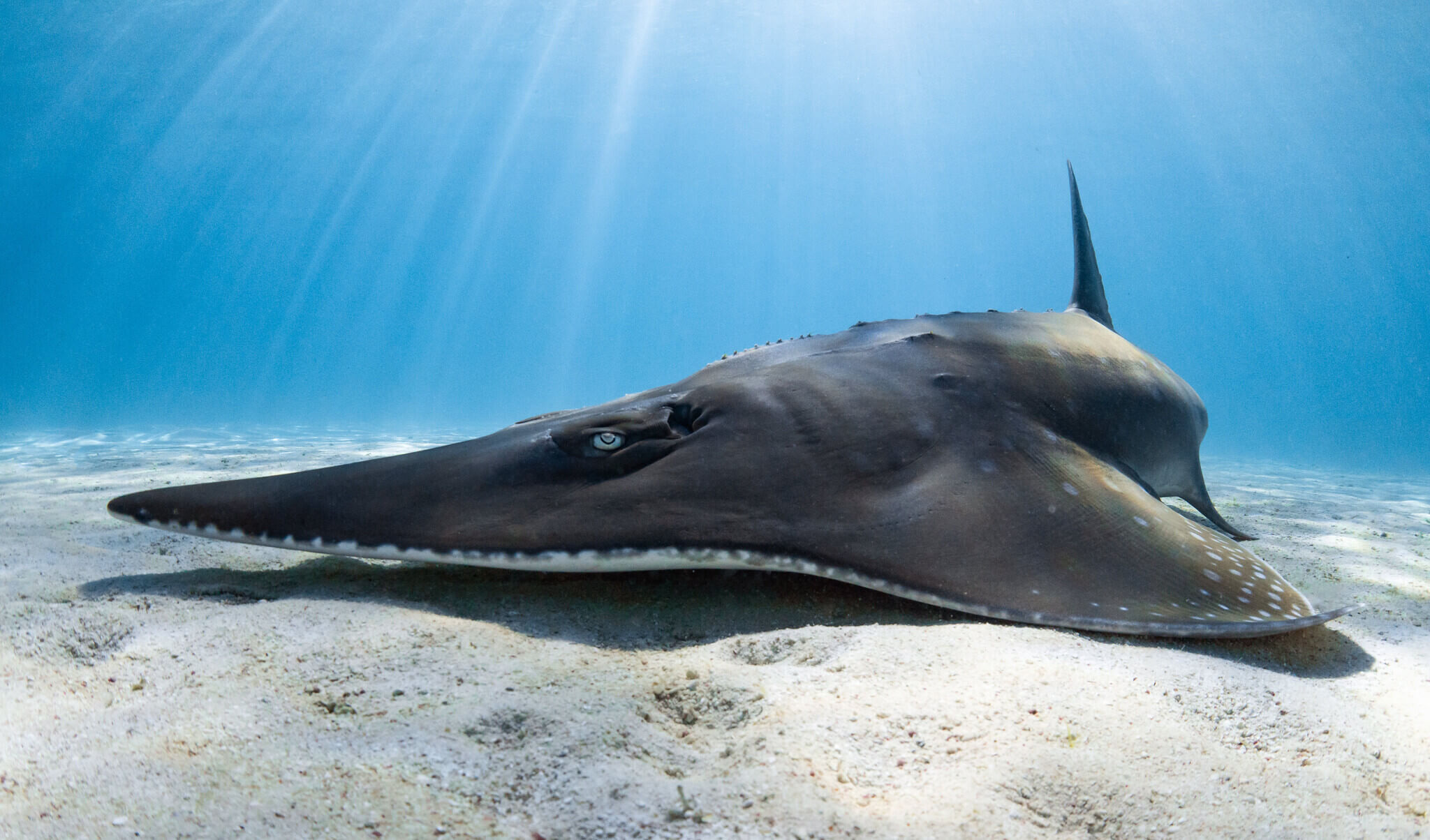 Aussie Battlers - Our Threatened Endemic Sharks and Rays - Australian ...