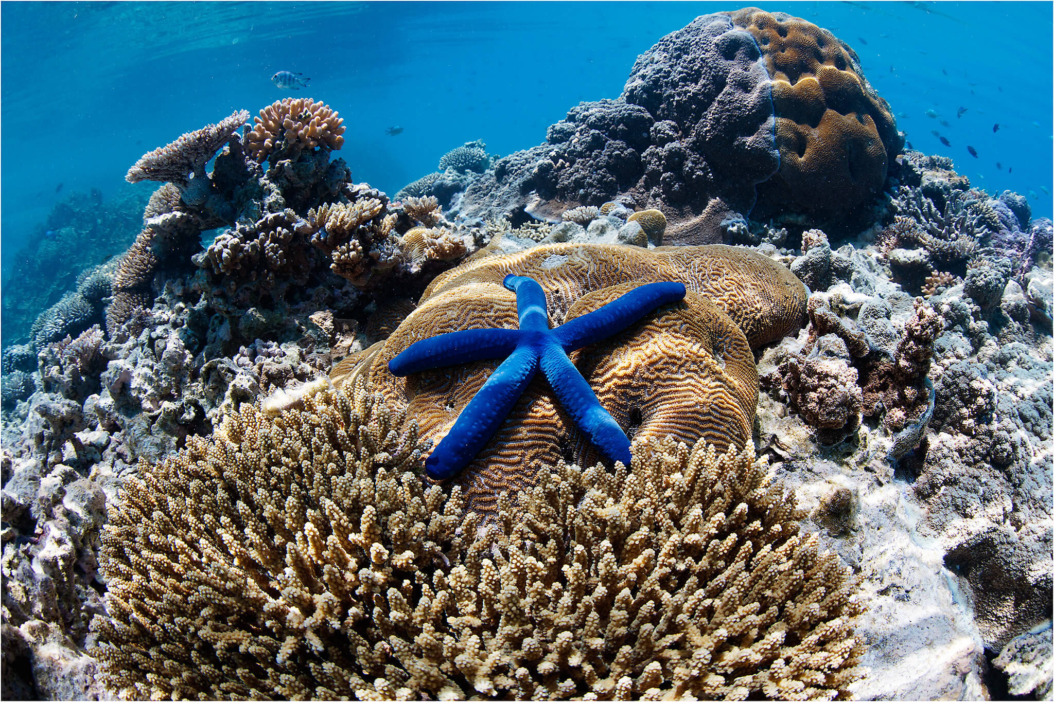 WHC confirms GBR still facing ‘In Danger’ threat next year