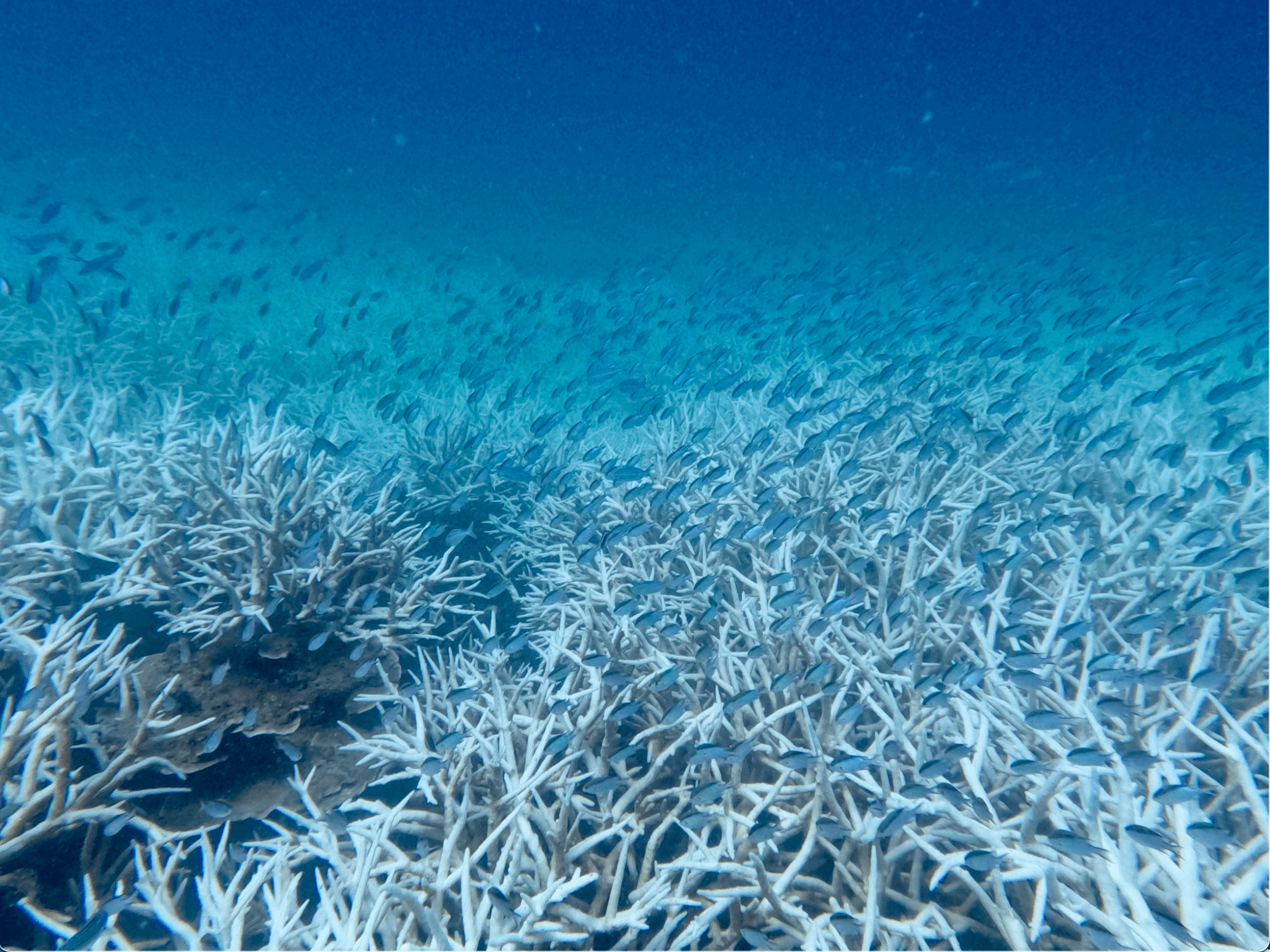 75% of Great Barrier Reef now bleached - Australian Marine Conservation ...