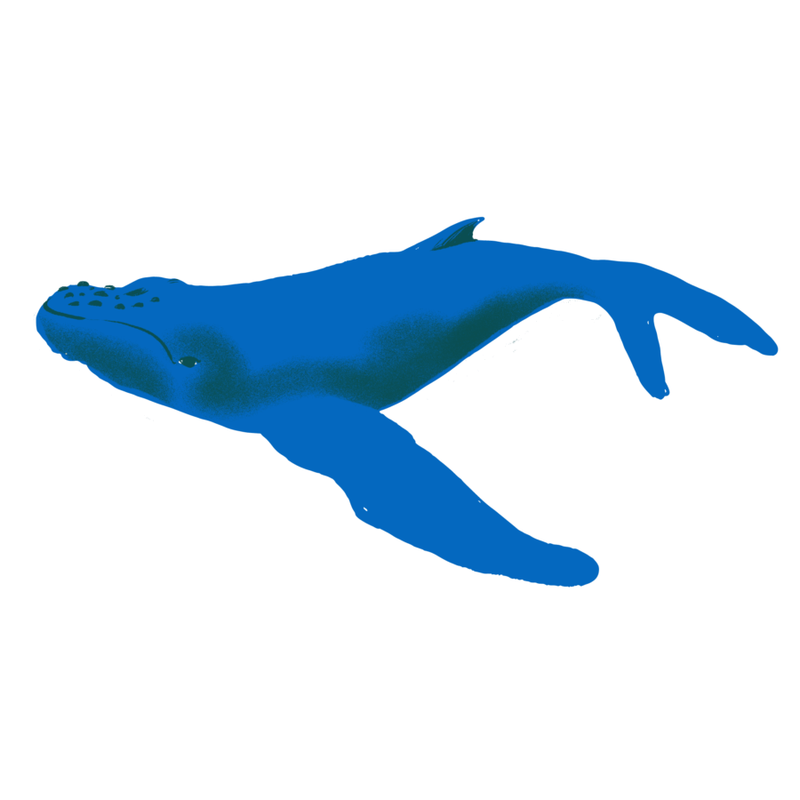Voice of the Sea Classroom - Australian Marine Conservation Society