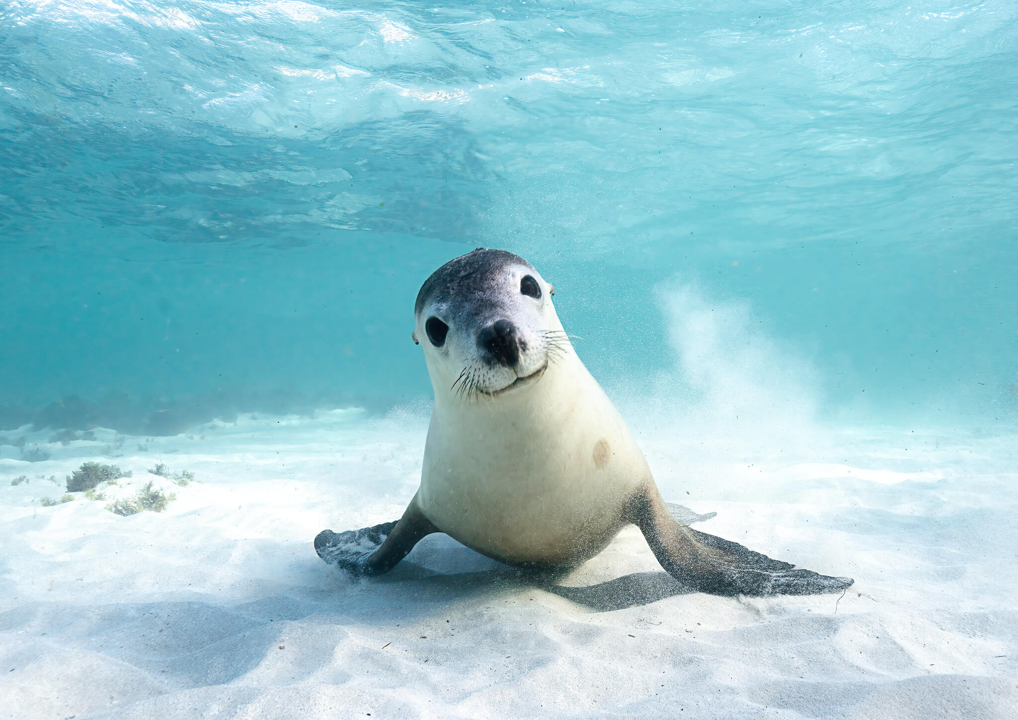 Albanese Govt must work with crossbench to pass strong laws to protect ...